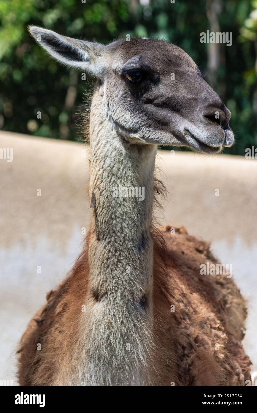 A camel with a long neck and a black nose. The camel is standing in a ...