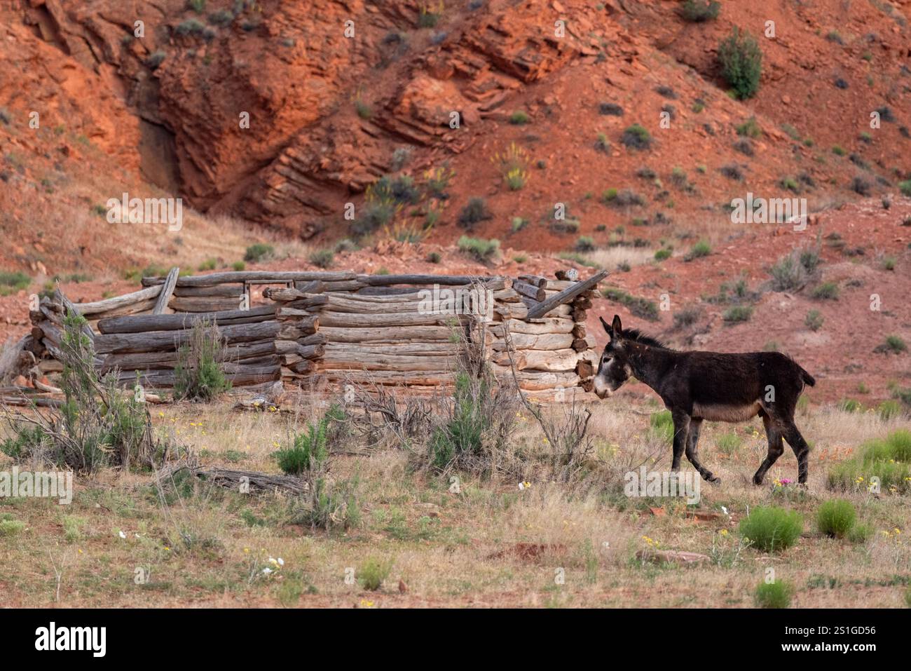 Burro near abandoned hogan, Navajo Nation, Utah Stock Photo - Alamy