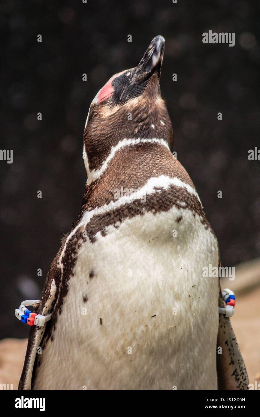 A penguin is standing on a beach with its head up. The penguin is ...