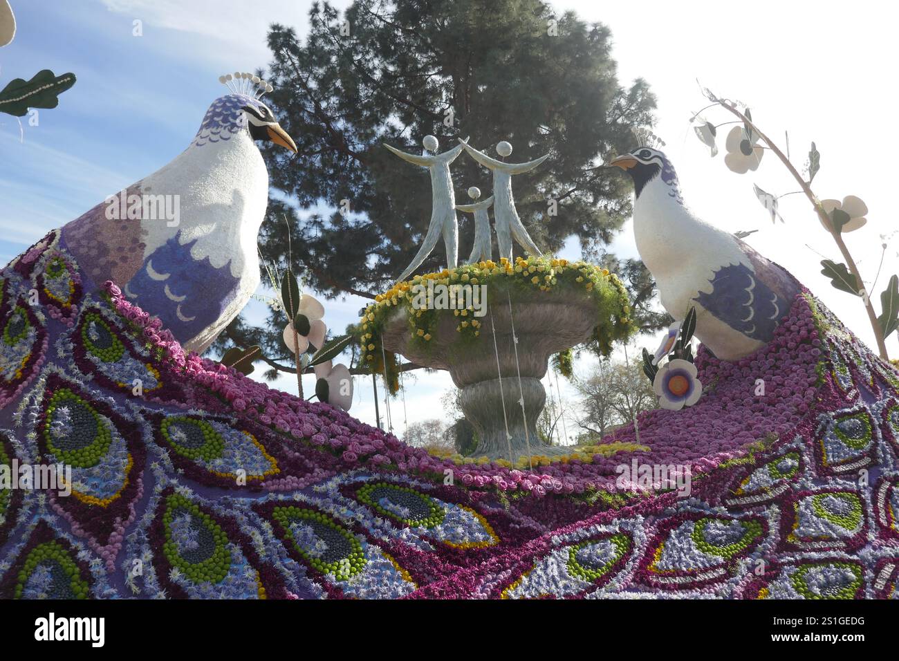 Pasadena, California, USA 3rd January 2025 at 2025 Peacocks on City of ...