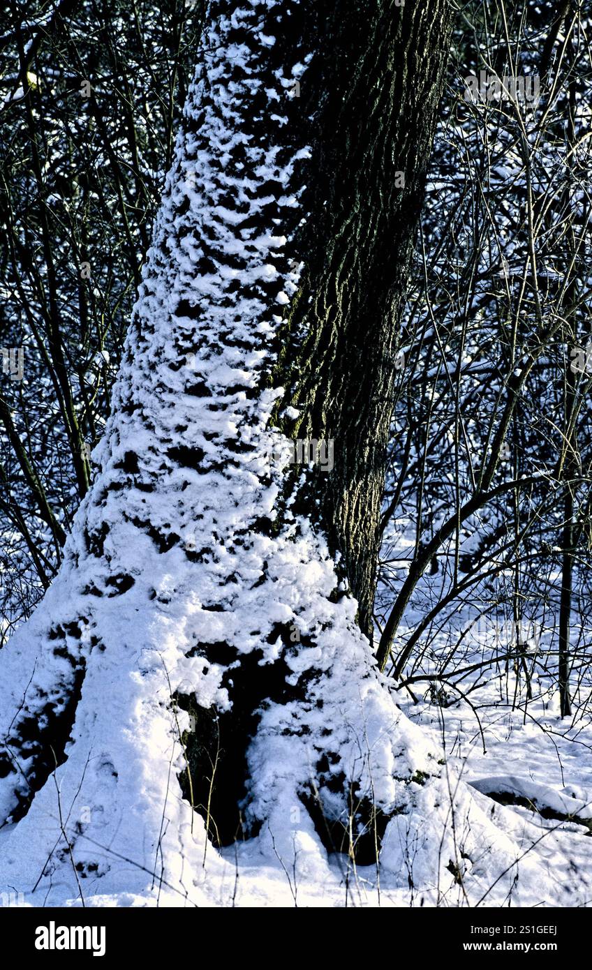 Snow covered oak tree, Chiemgau, Upper Bavaria, Germany Stock Photo - Alamy
