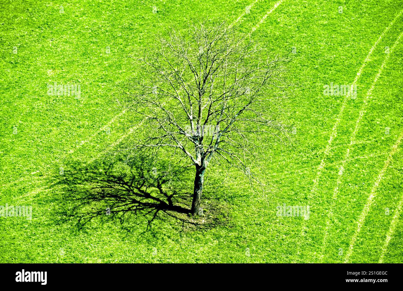 Aerial view of a leafless tree, Bavaria, Germany Stock Photo - Alamy