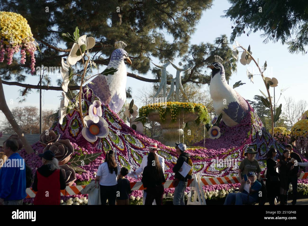 Pasadena, California, USA 3rd January 2025 at 2025 Peacocks on City of ...