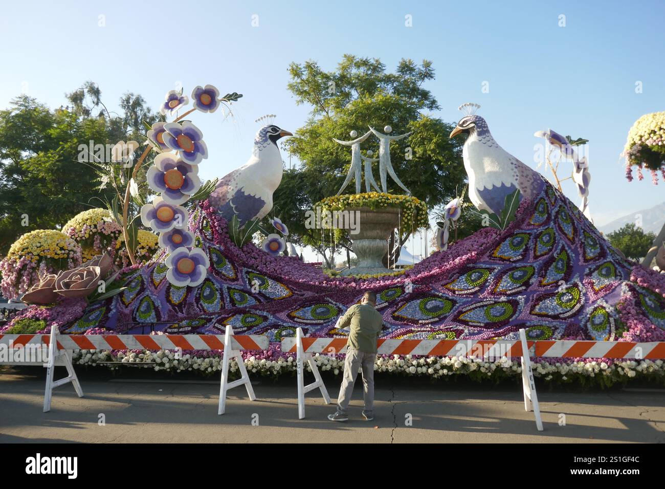Pasadena, California, USA 3rd January 2025 at 2025 Peacocks on City of ...
