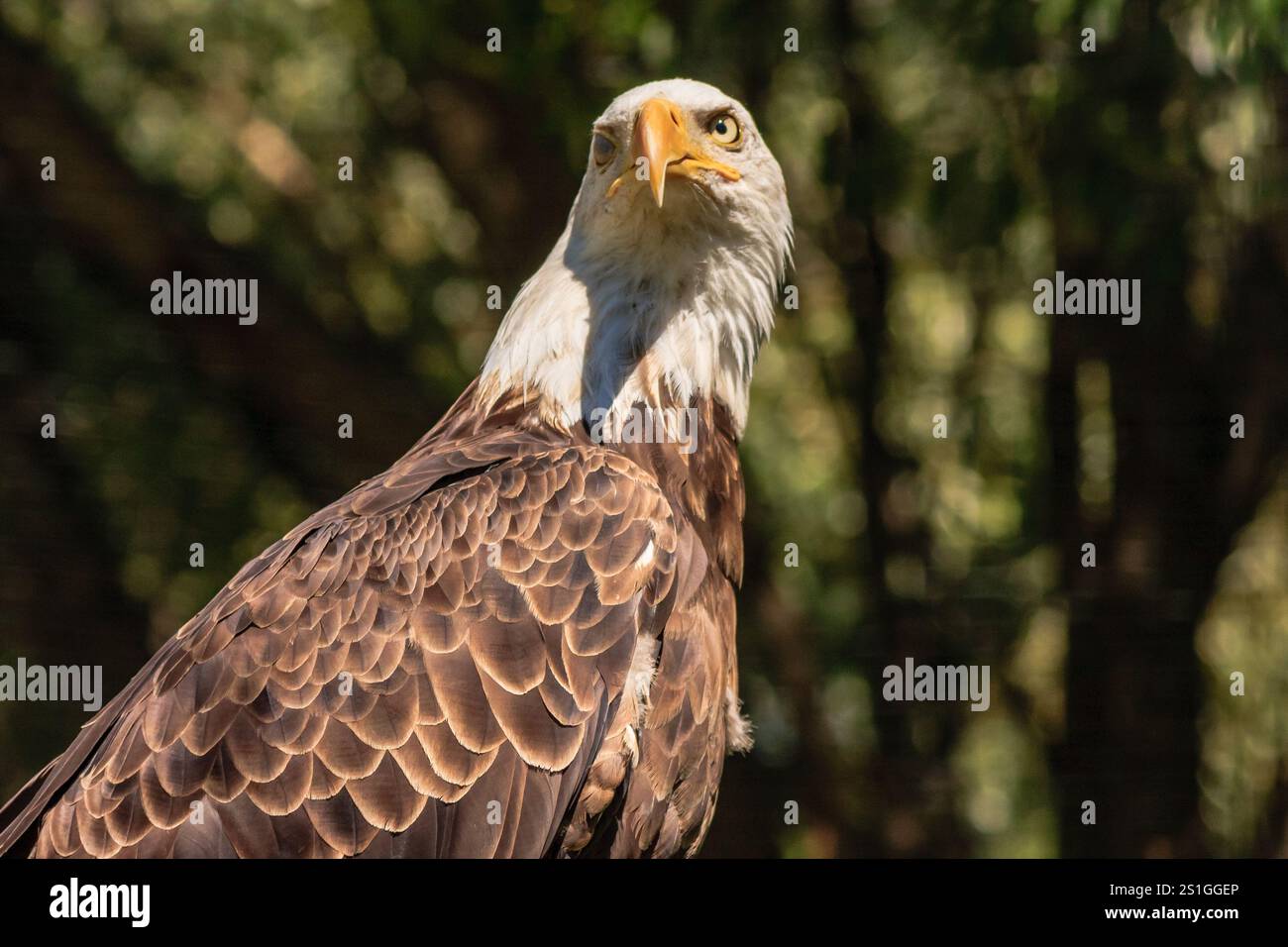 A bald eagle is standing in a forest. The eagle is looking to the right ...