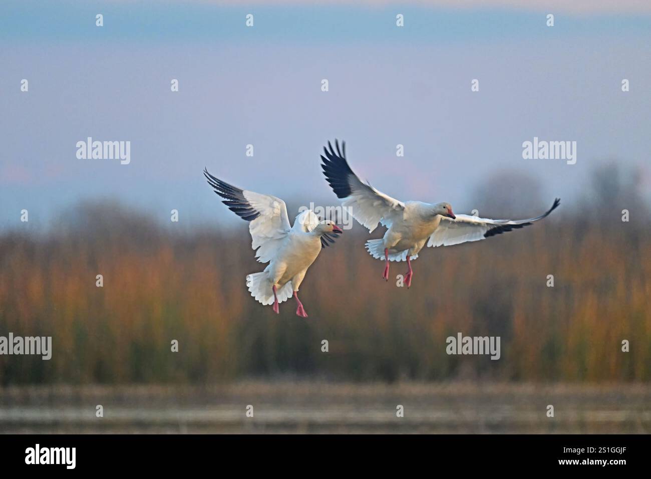 Snow Geese Landing on crop field Stock Photo - Alamy