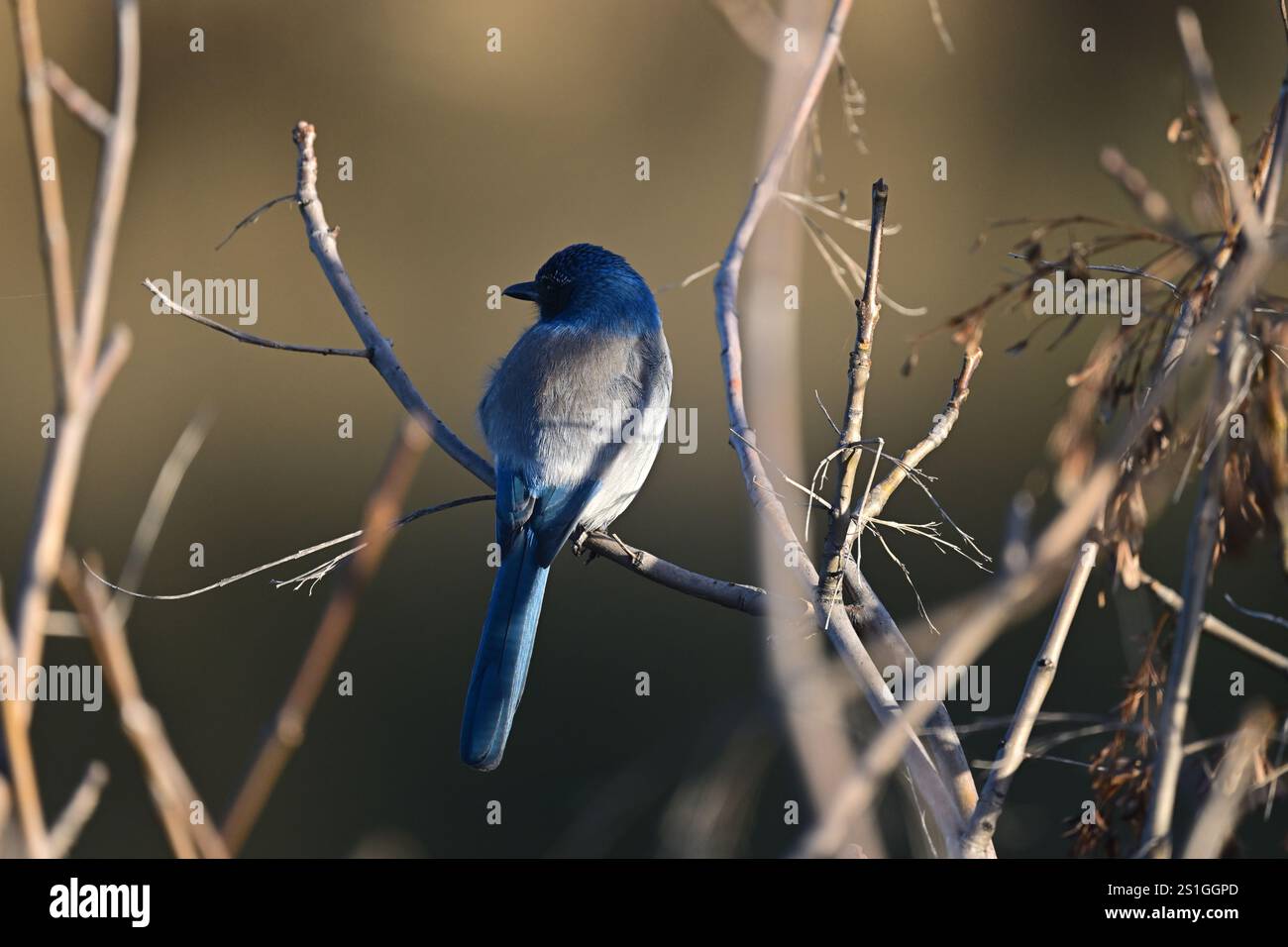 Mexican Jay aka gray-breasted jay portrait Stock Photo - Alamy