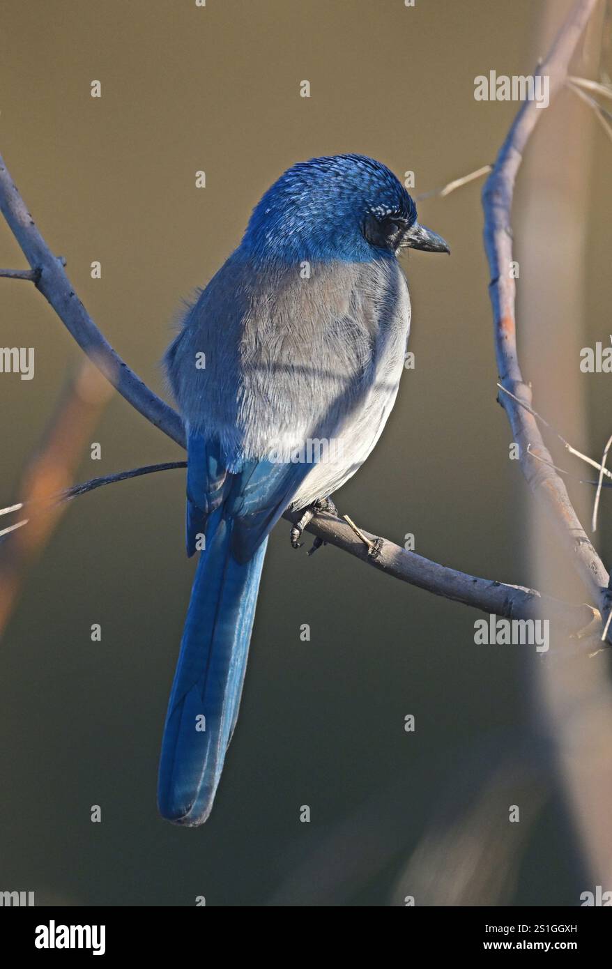Mexican Jay aka gray-breasted jay portrait Stock Photo - Alamy