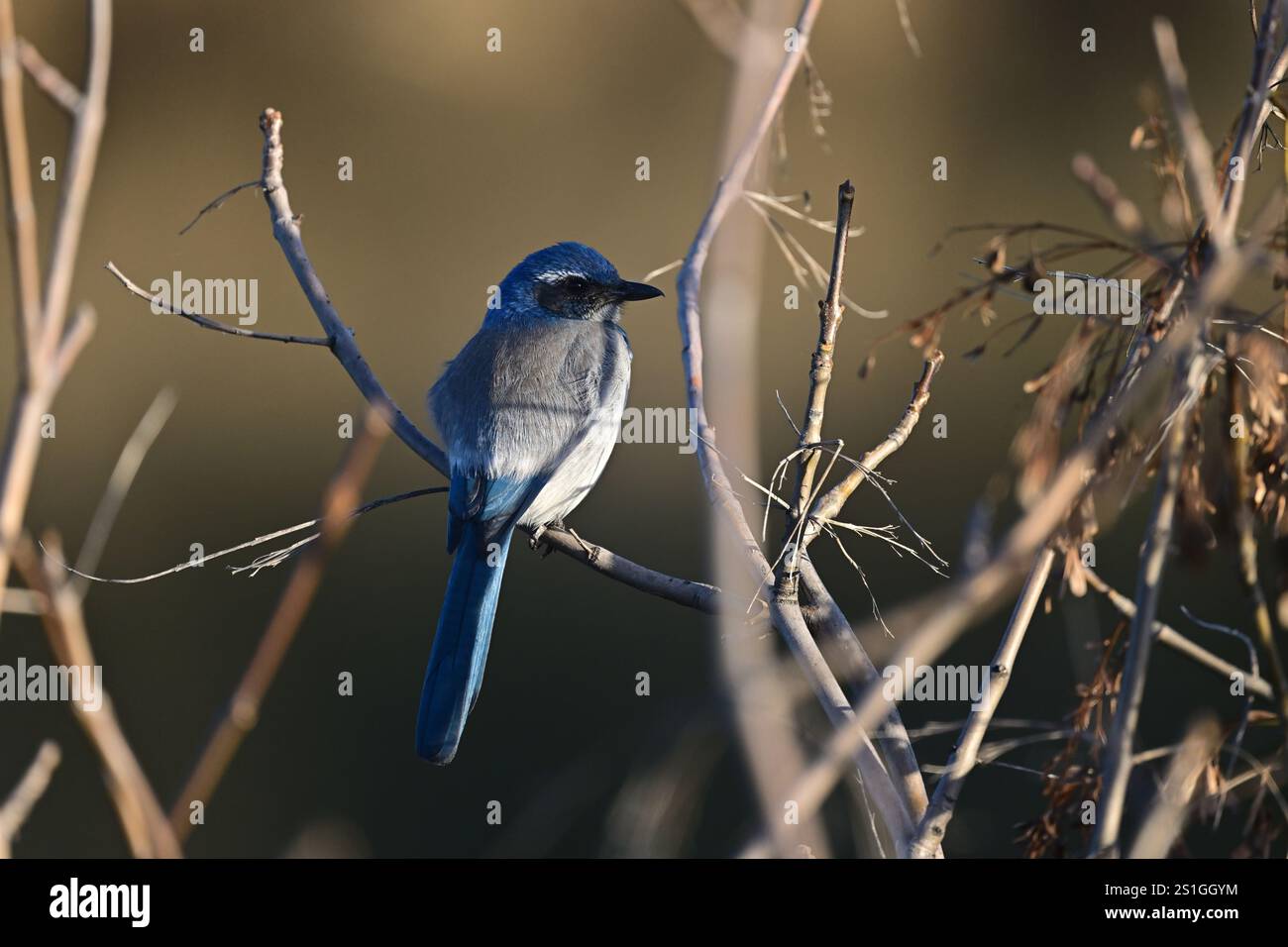 Mexican Jay aka gray-breasted jay portrait Stock Photo - Alamy