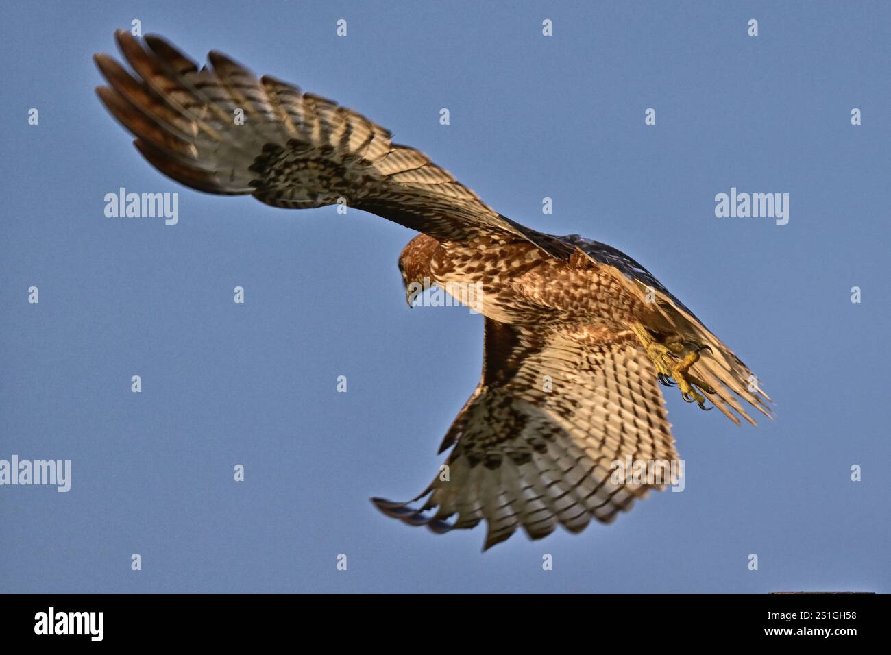 Red-tailed Hawk displaying it's magnificent wings Stock Photo - Alamy