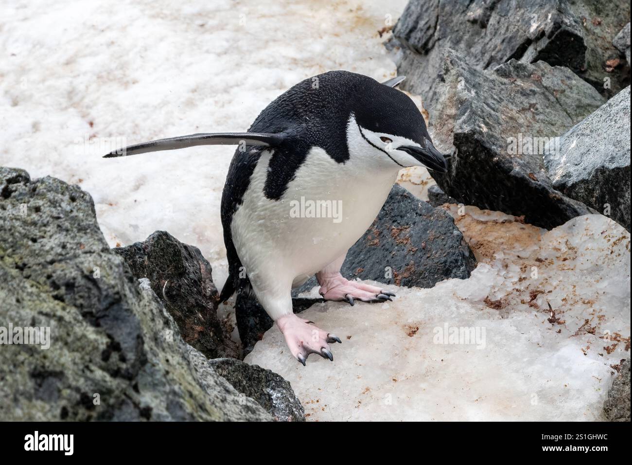 Closeup of Chinstrap Penguin (Pygoscelis antarcticus) standing on rocks ...