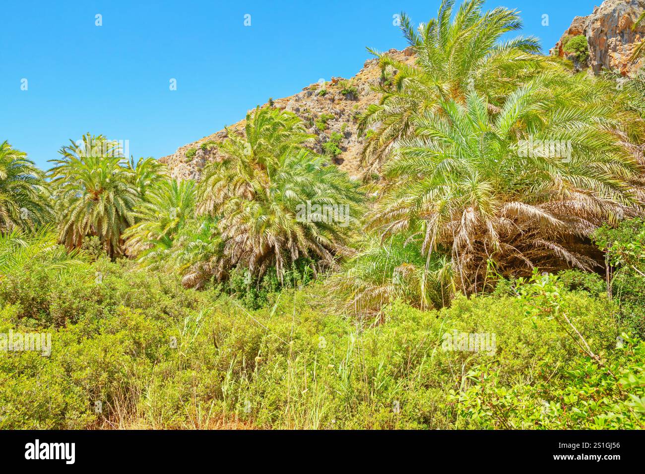 Preveli palm forest, Rethymno, Crete, Greek Islands, Greece Stock Photo ...