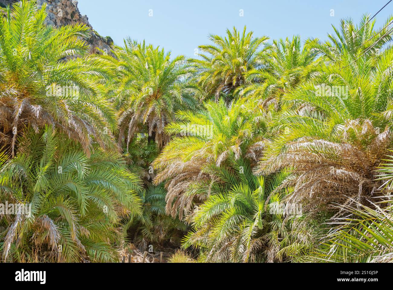 Preveli palm forest, Rethymno, Crete, Greek Islands, Greece Stock Photo ...