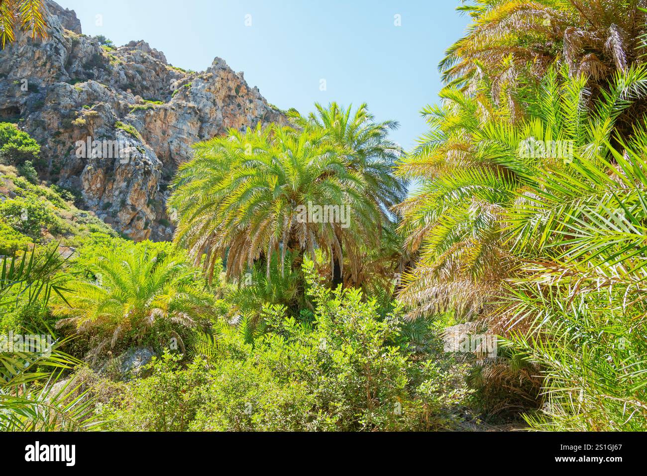 Preveli palm forest, Rethymno, Crete, Greek Islands, Greece Stock Photo ...