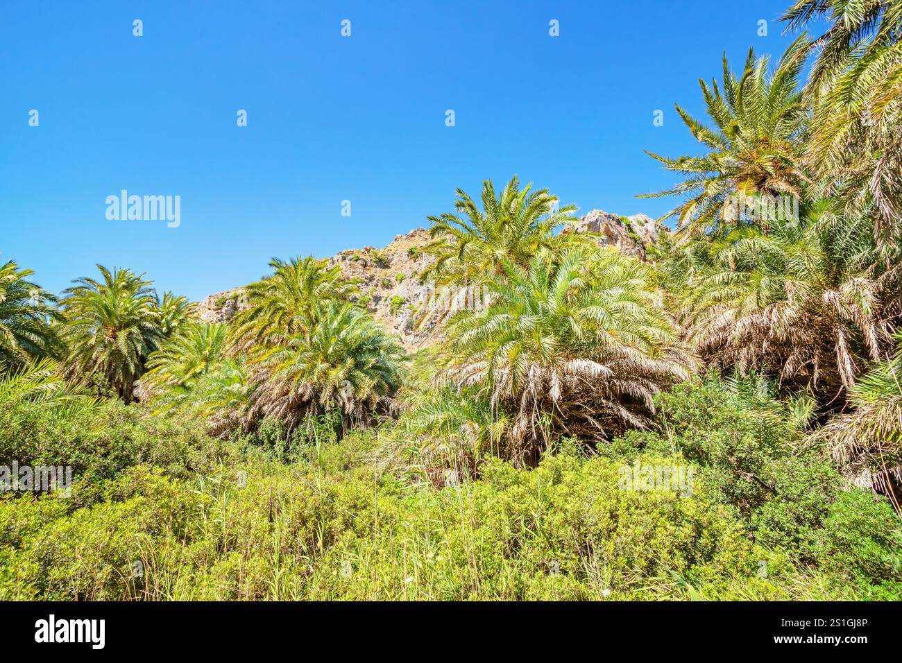 Preveli palm forest, Rethymno, Crete, Greek Islands, Greece Stock Photo ...
