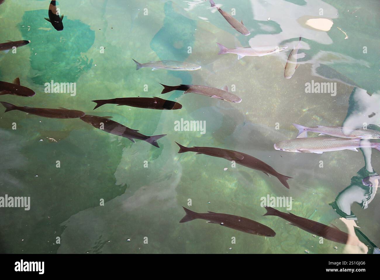 Beautiful Big Fish Swimming in Sea Water Stock Photo - Alamy