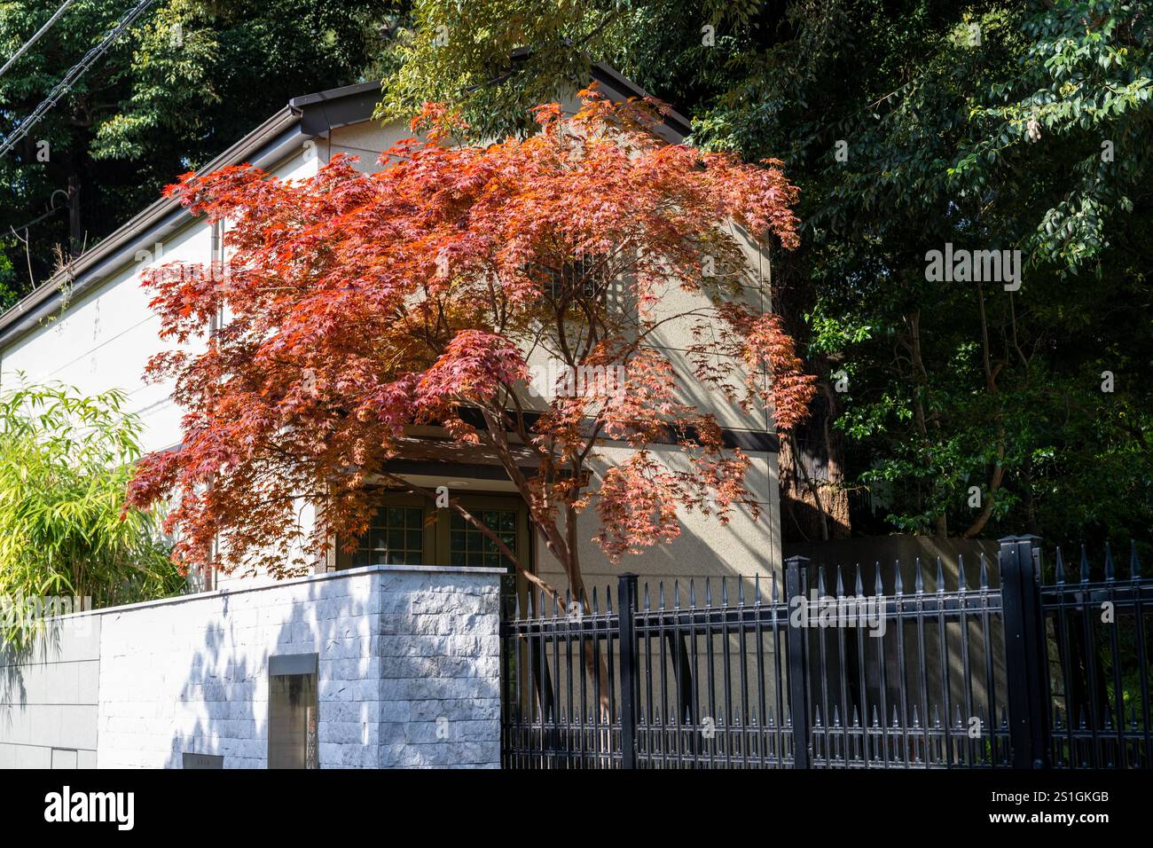 Maple tree with house in background Stock Photo - Alamy