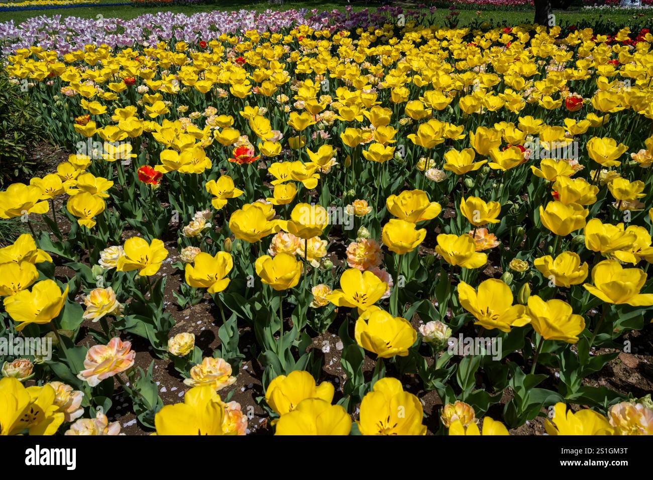 Colorful Tulips far and close ups in Showa Kinen Park at Tokyo, Japan ...