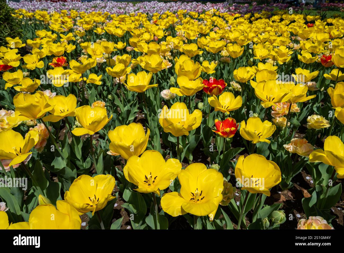 Colorful Tulips far and close ups in Showa Kinen Park at Tokyo, Japan ...