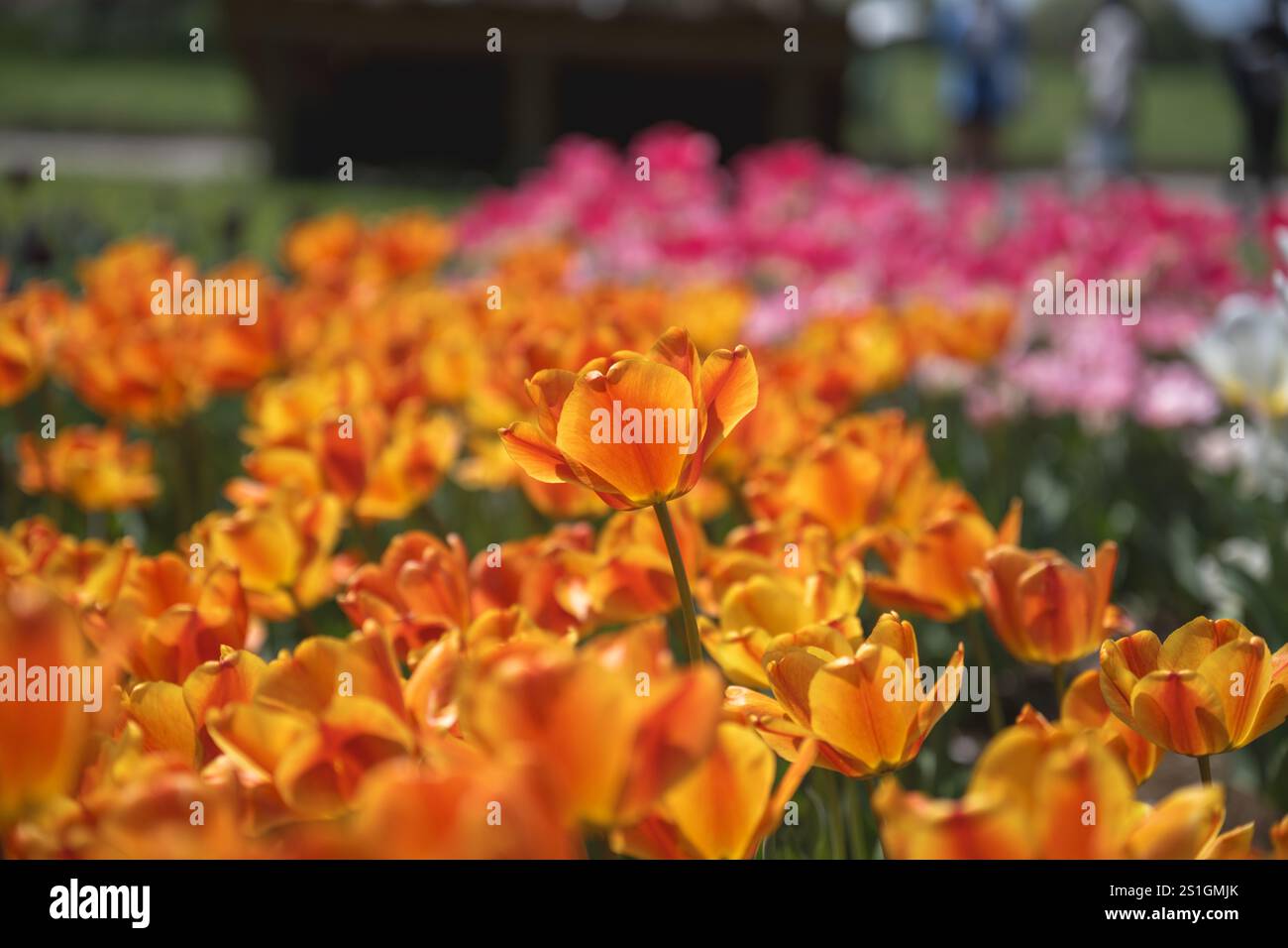 Colorful Tulips far and close ups in Showa Kinen Park at Tokyo, Japan ...
