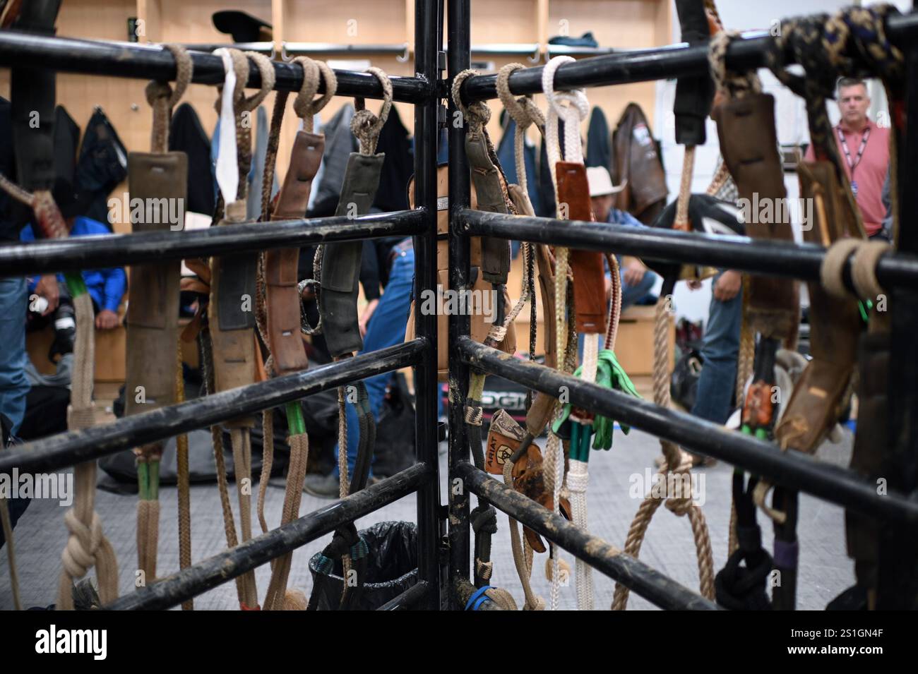 Professional bull rider rider ropes hang after being prepared for ...