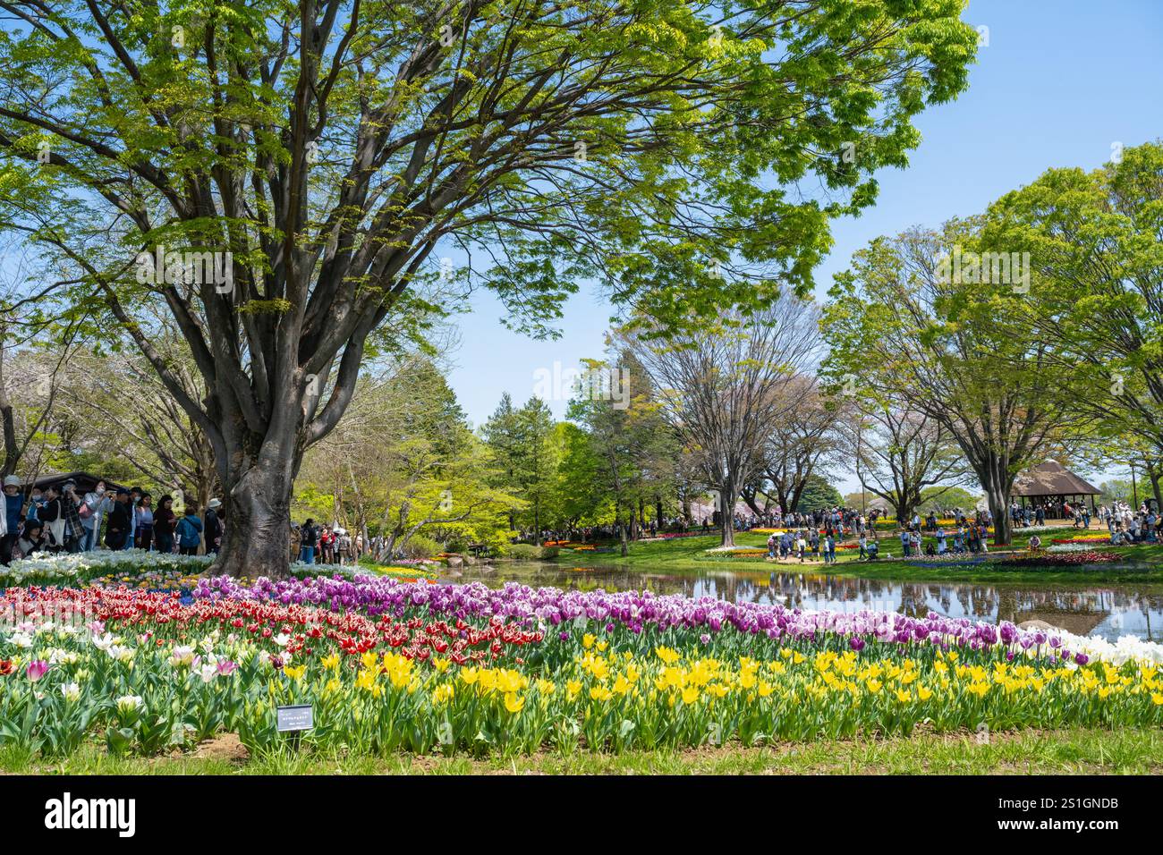 Colorful Tulips far and close ups in Showa Kinen Park at Tokyo, Japan ...