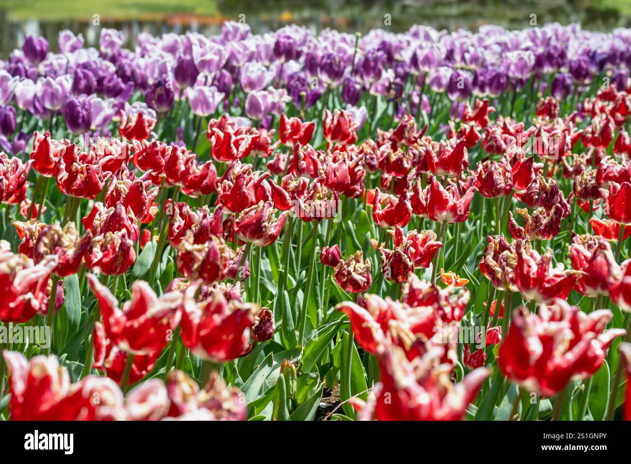 Colorful Tulips far and close ups in Showa Kinen Park at Tokyo, Japan ...