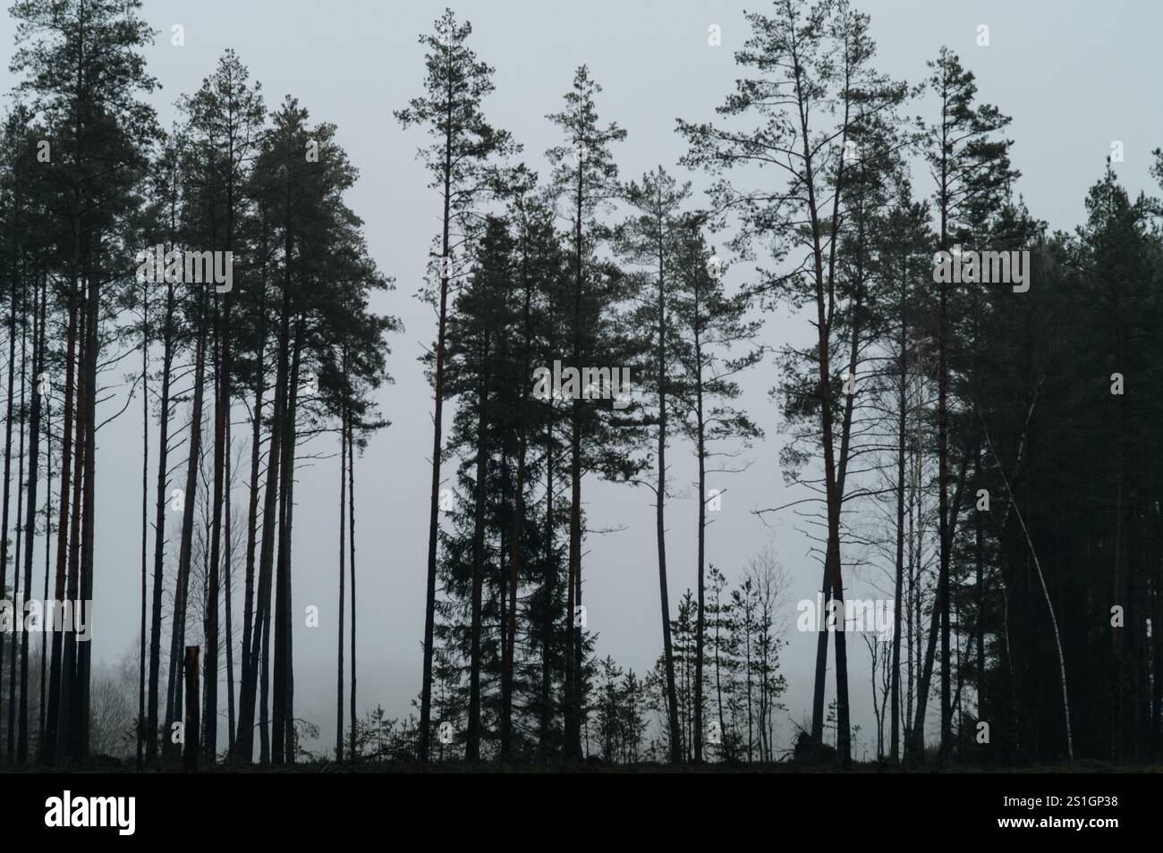 Rainy, foggy. Gloomy and bad weather. Blue Monday, Depression, sadness ...