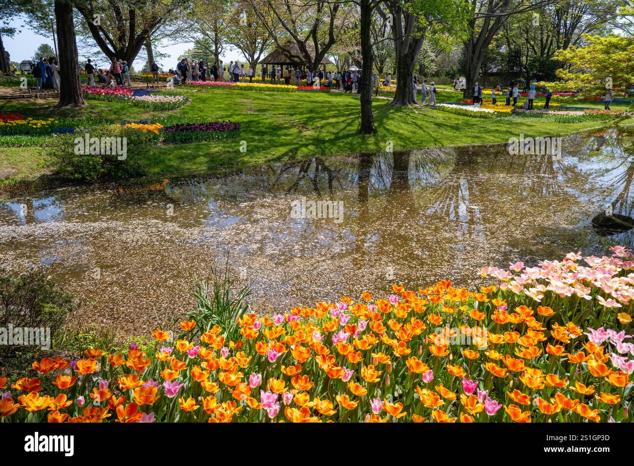 Colorful Tulips far and close ups in Showa Kinen Park at Tokyo, Japan ...