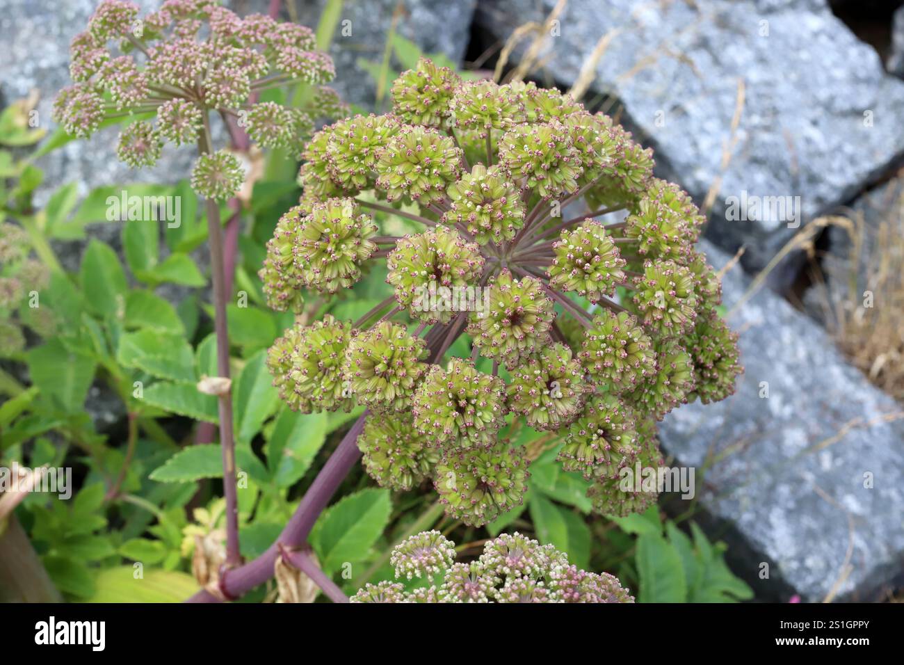 Angelica sylvestris, Wild Angelica, Apiaceae. Wild plant shot in summer ...