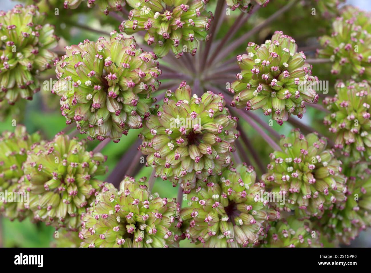 Angelica sylvestris, Wild Angelica, Apiaceae. Wild plant shot in summer ...