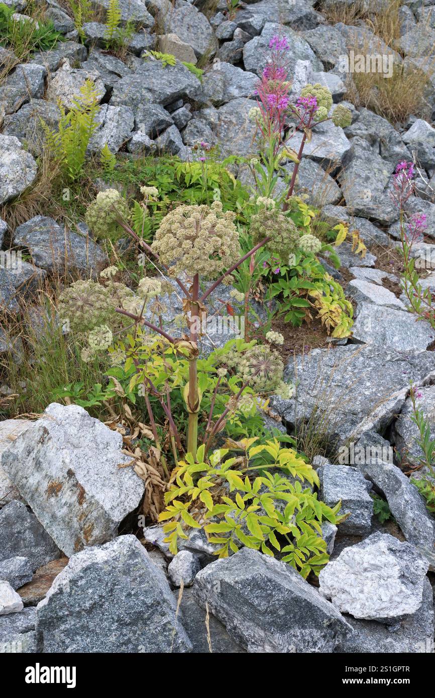 Angelica sylvestris, Wild Angelica, Apiaceae. Wild plant shot in summer ...