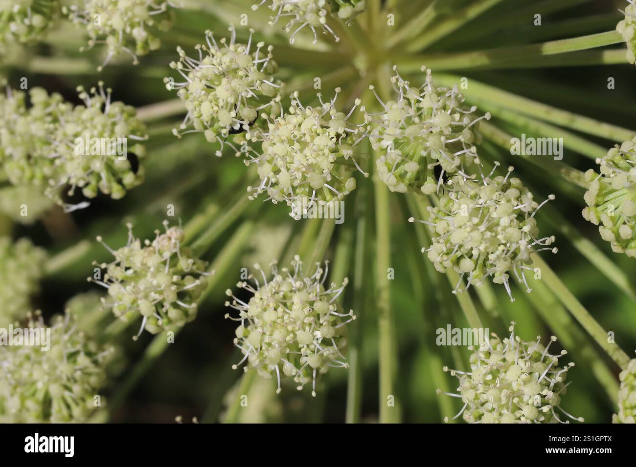 Angelica sylvestris, Wild Angelica, Apiaceae. Wild plant shot in summer ...