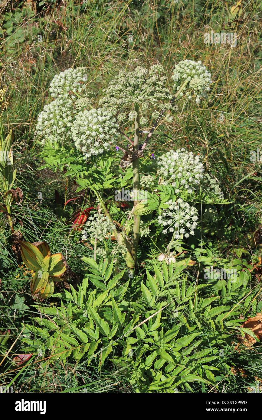 Angelica sylvestris, Wild Angelica, Apiaceae. Wild plant shot in summer ...