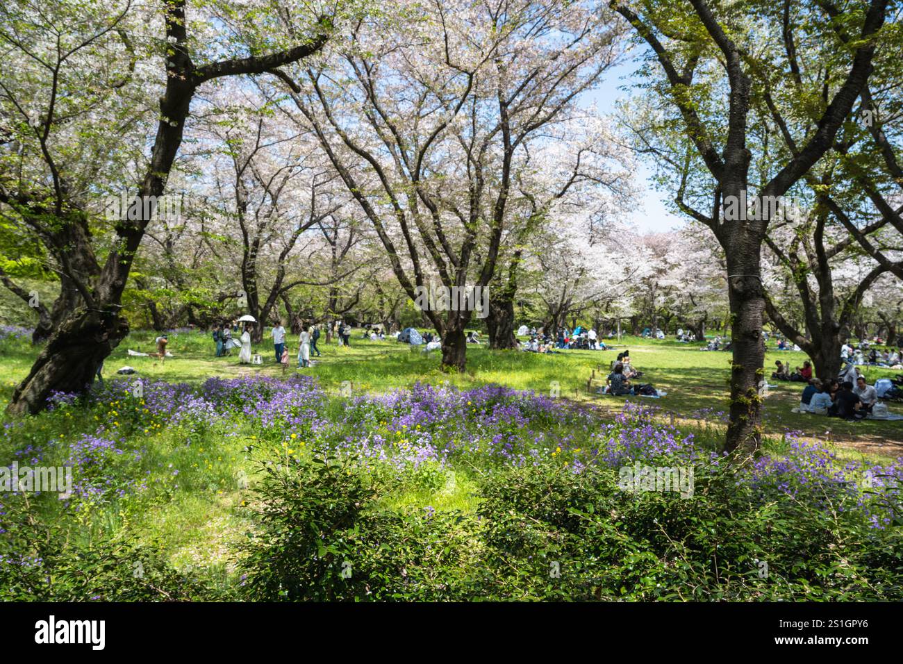 Tokyo, Japan - APR 14, 2024: Many people enjoy flower viewing under the ...