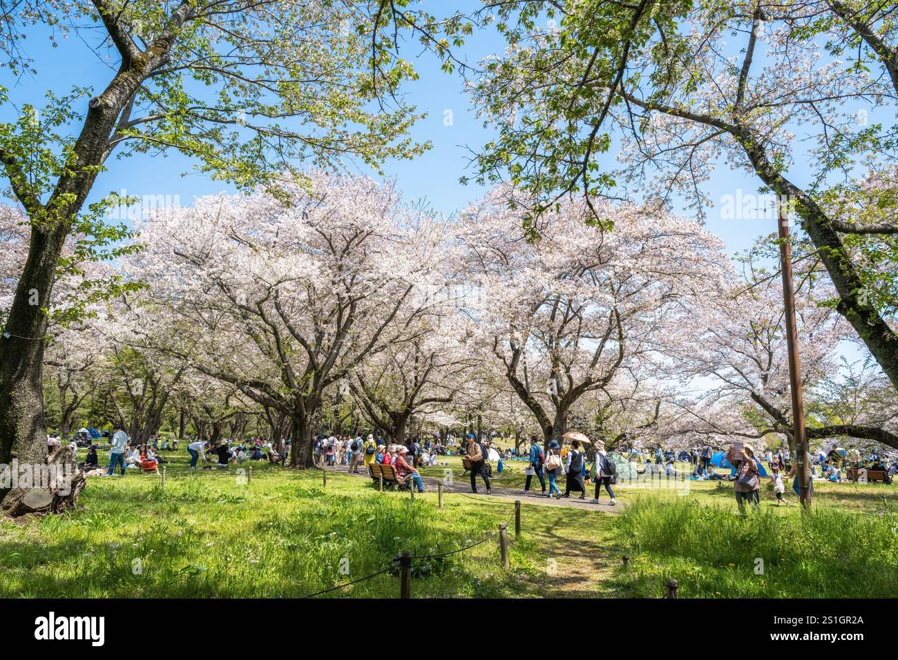 Tokyo, Japan - APR 14, 2024: Many people enjoy flower viewing under the ...