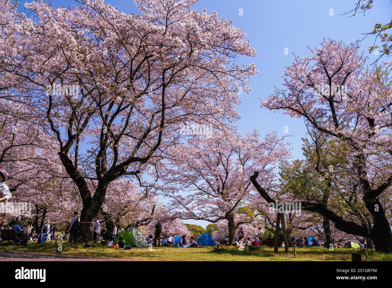 Tokyo, Japan - APR 14, 2024: Many people enjoy flower viewing under the ...