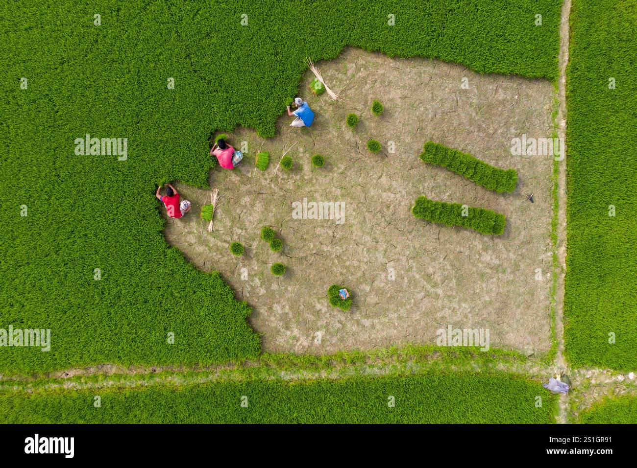 An aerial view shows farmers collecting paddy seedlings from seedbeds ...