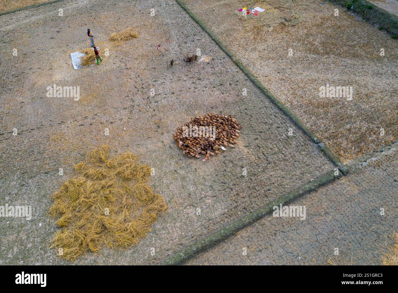 A flock of domestic ducks in a rice paddy in the Haor region of ...