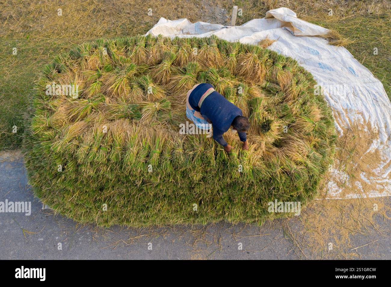 A farmers threshes rice paddy in the Haor region of Mohonganj ...