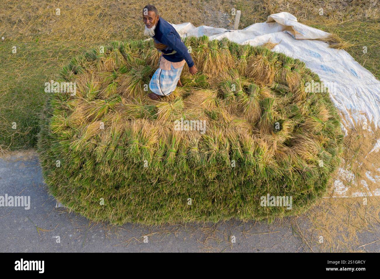 A farmers threshes rice paddy in the Haor region of Mohonganj ...