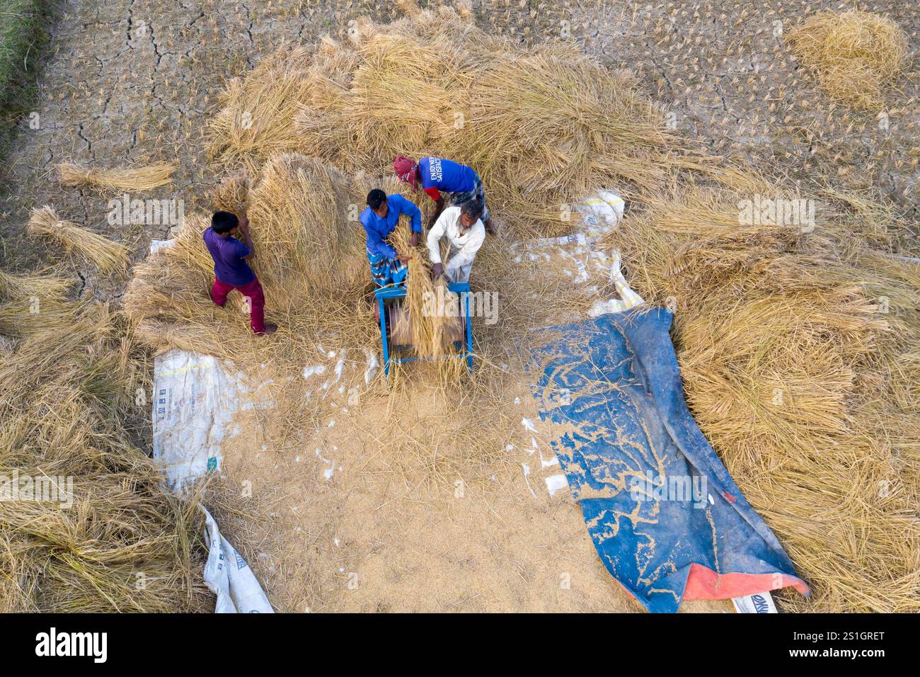 Farmers thresh rice paddy in the Haor region of Mohonganj, Netrokona ...