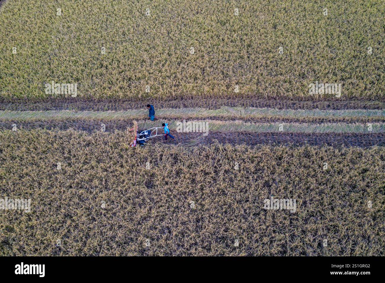 An aerial view of farmers harvesting paddy with a harvester in a field ...