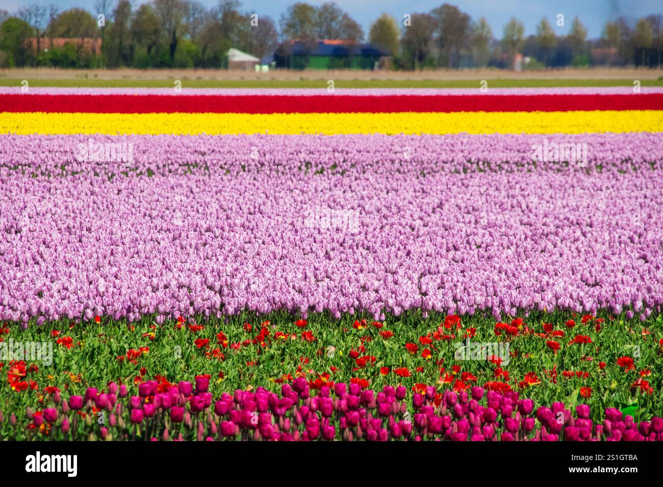 Spring tulip fields in Holland, colorful flowers in the Netherlands ...