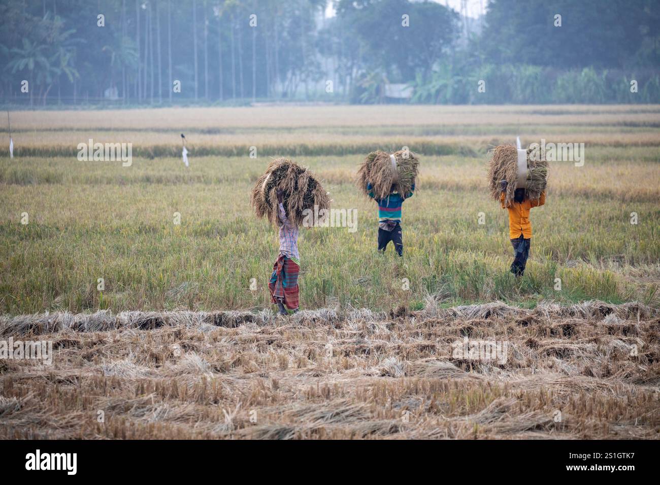 Bangladeshi farmers carry harvested bundles of paddy on their heads in the Haor region of ...