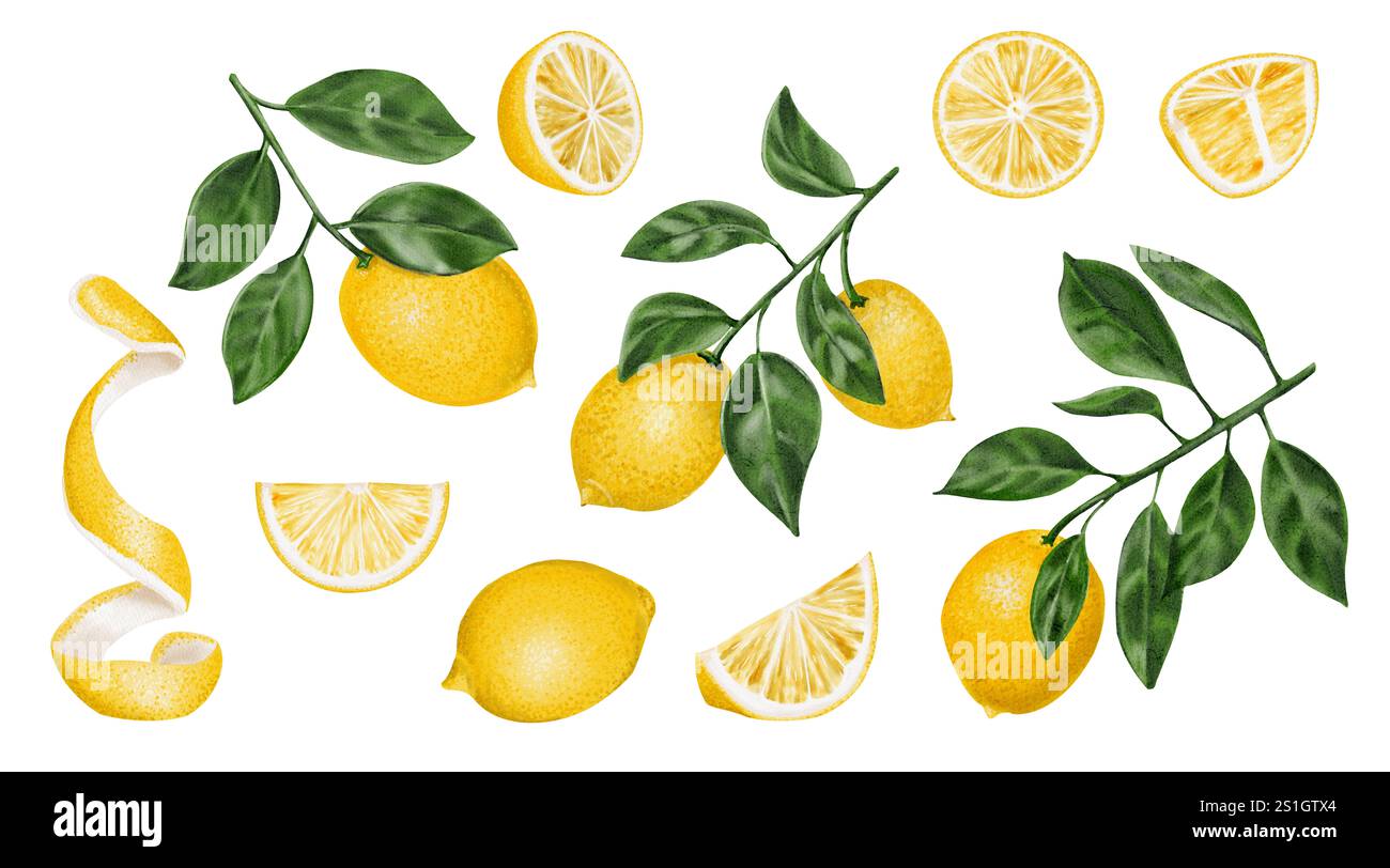Large set of different types of lemons. citrus fruits on branches with ...