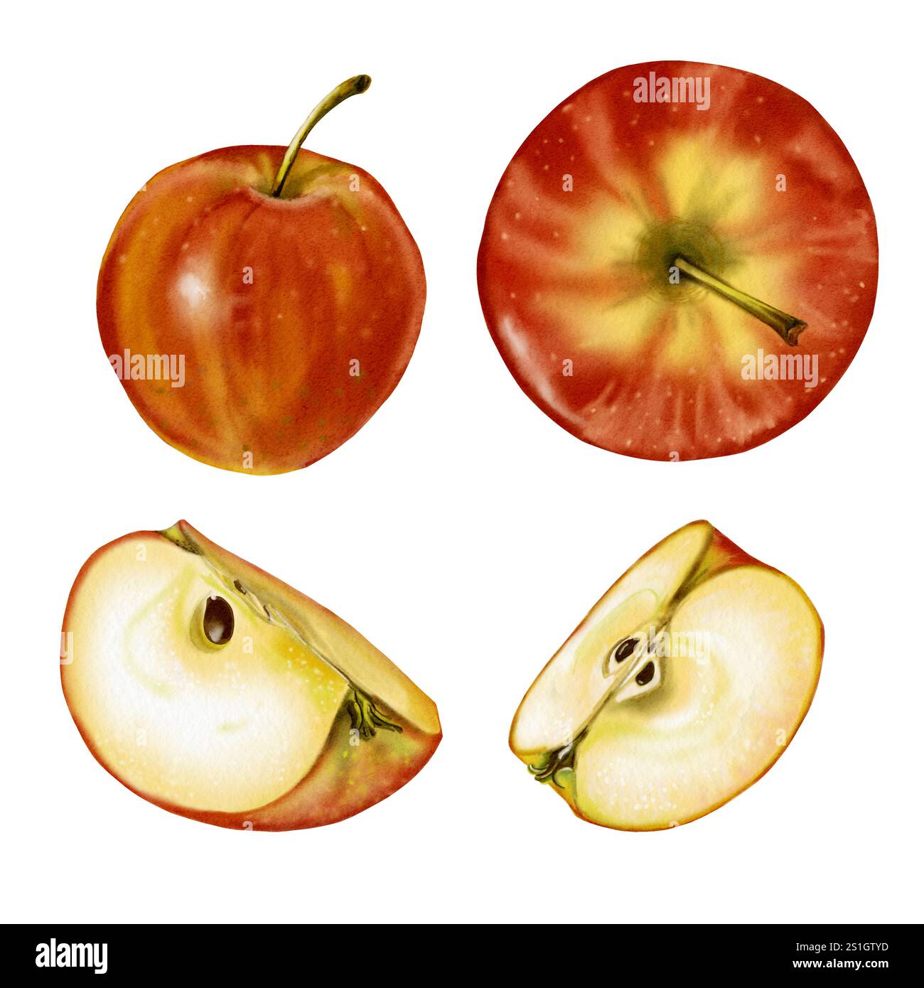 apples are depicted from different sides. The set includes a slice of ...