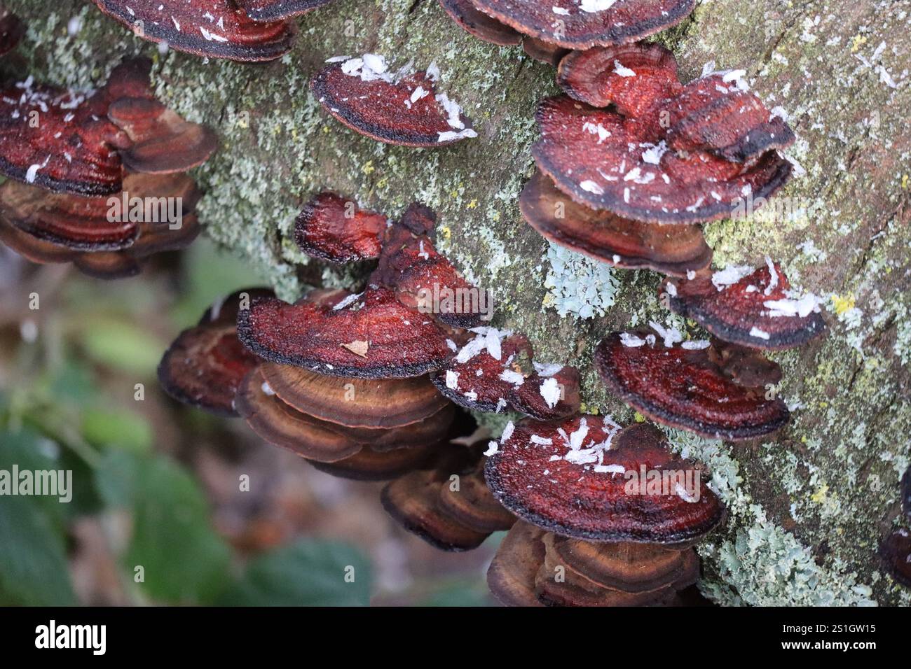 Thin maze hi-res stock photography and images - Alamy