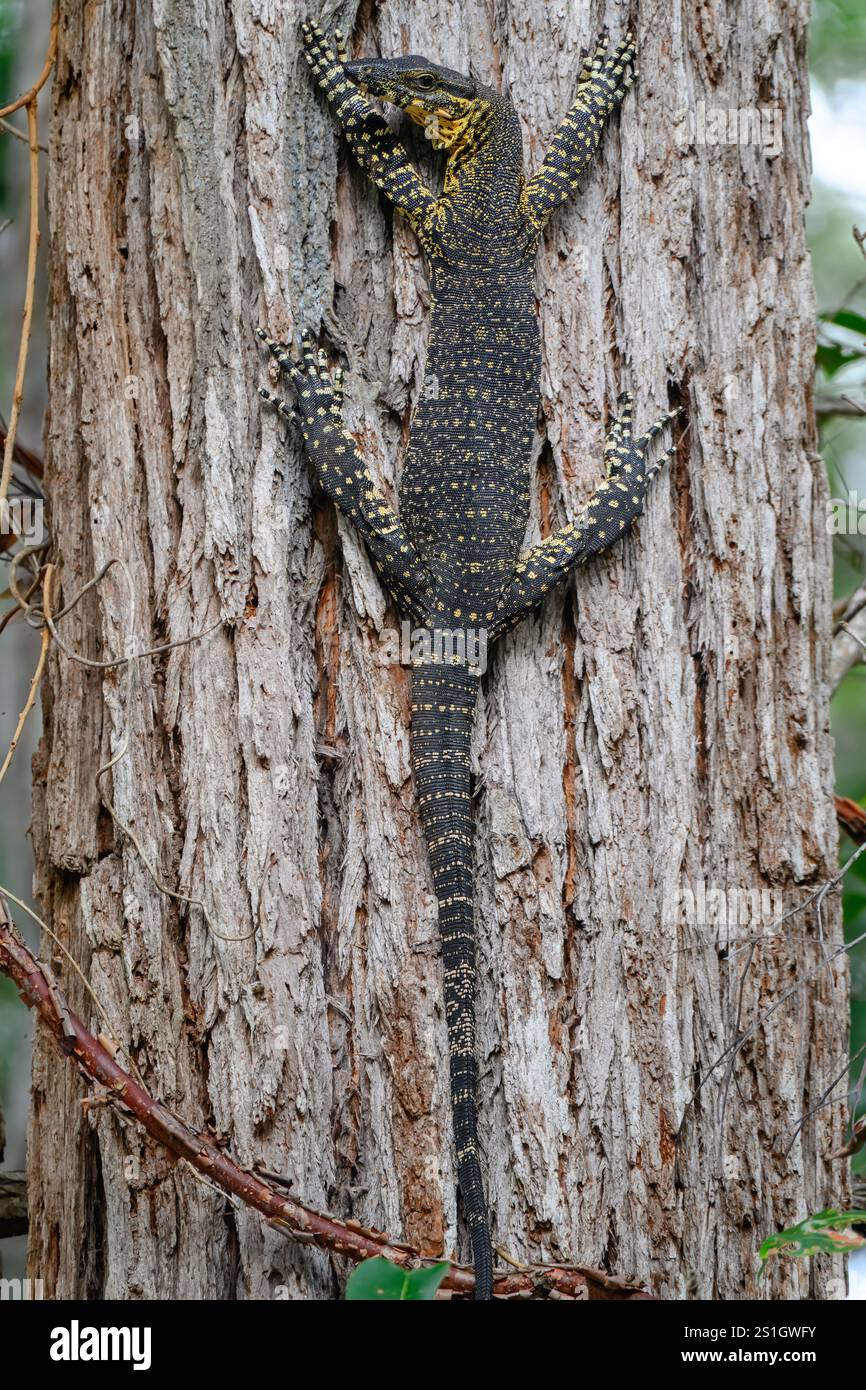 Lace monitor lizard on tree trunk, Australian native reptile goanna ...