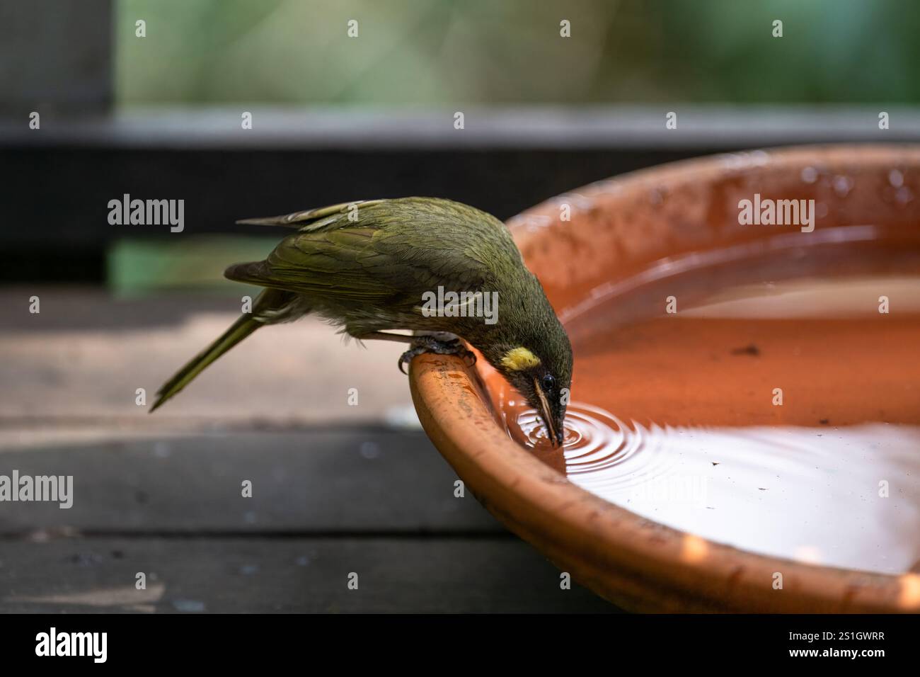 Lewin's honeyeater bird, drinking water from dish on backyard deck ...